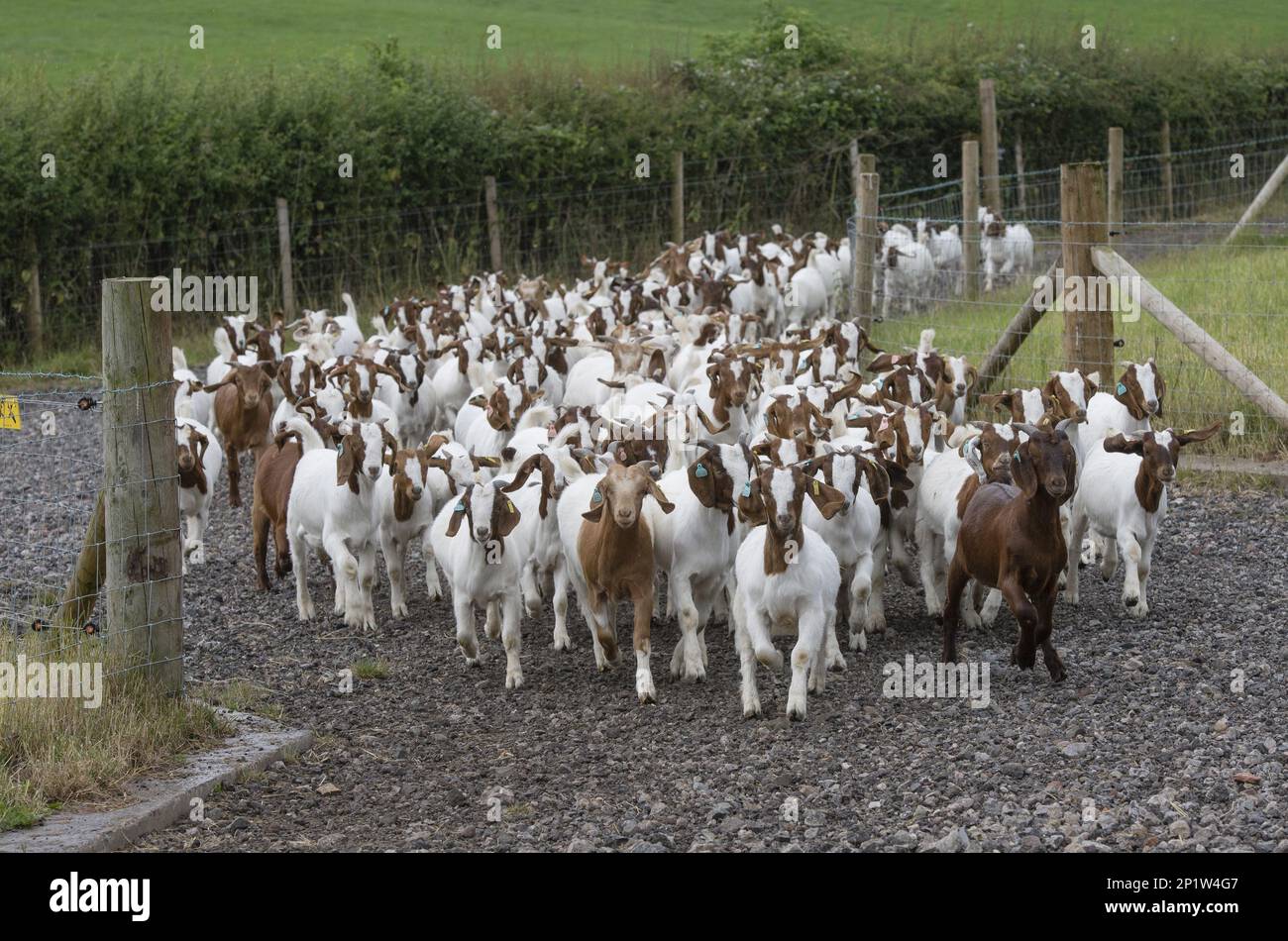 Boer goats, purebred, livestock, pets, cloven-hoofed, animals, mammals ...