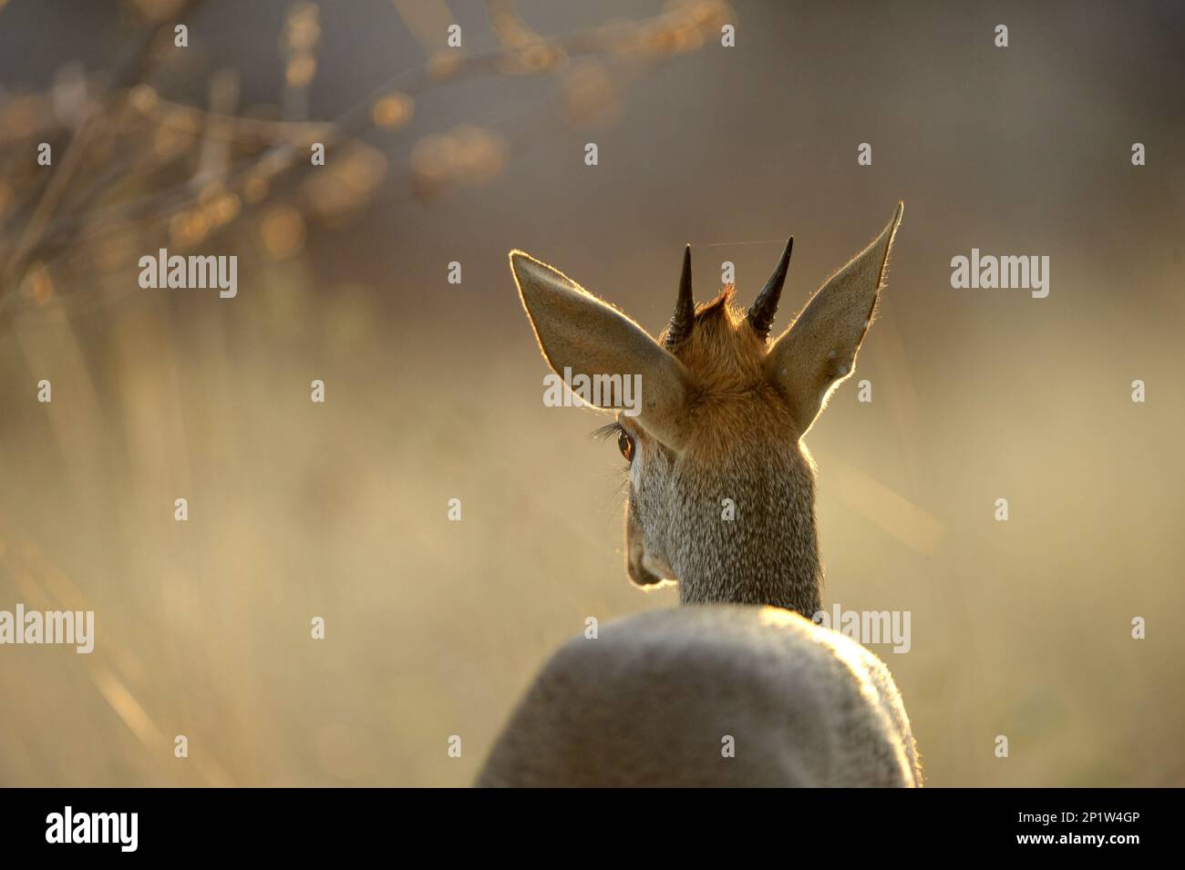 Kirk's Dik-dik (Madoqua kirkii) adult male, close-up of head and back from behind, in evening ...