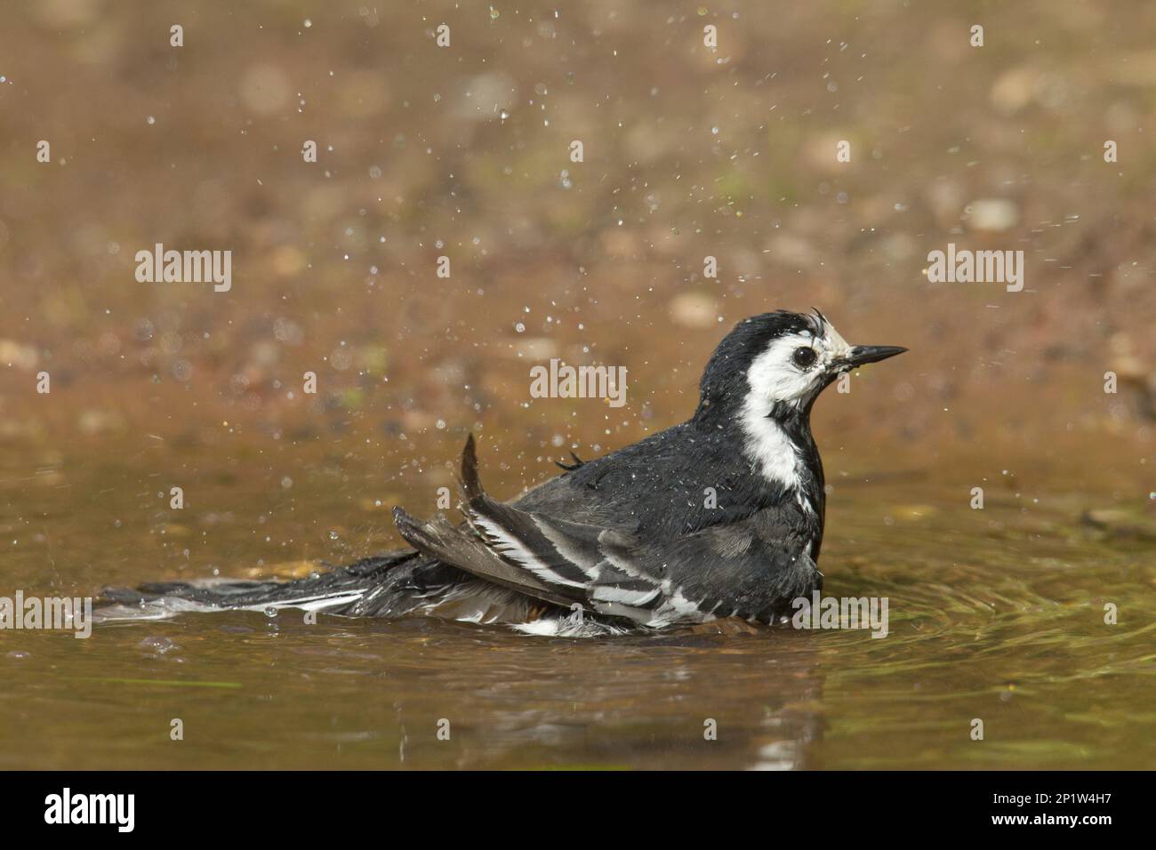 Pied Wagtail, Pied Wagtails, Songbirds, Animals, Birds, Pied Wagtail ...