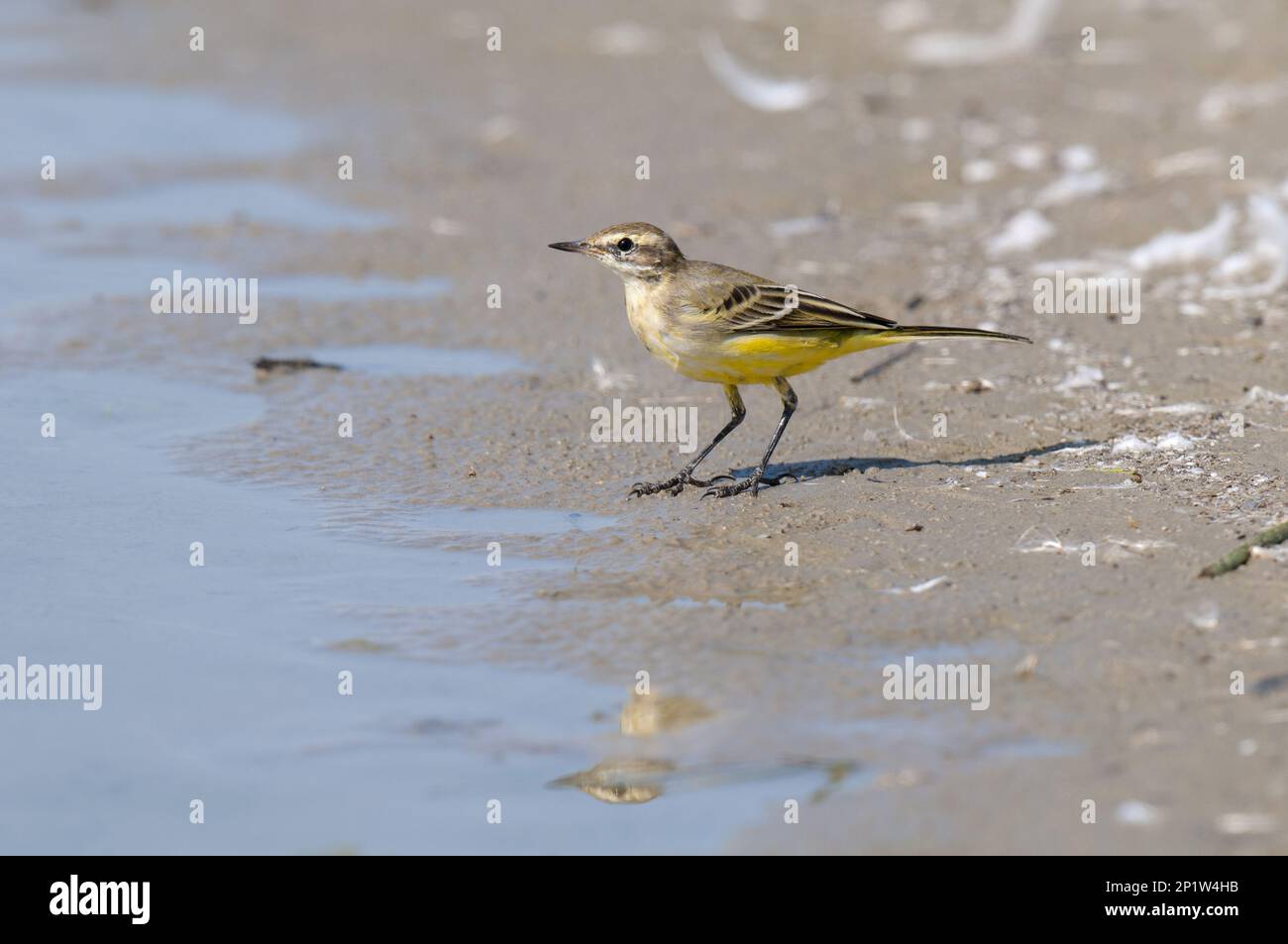 Yellow Wagtail (Motacilla flava flavissima) juvenile, standing at edge ...