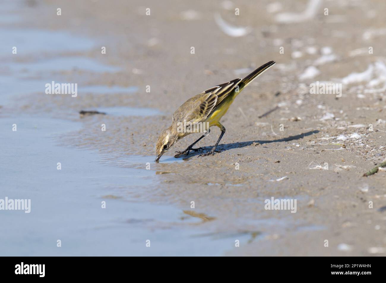 Yellow Wagtail (Motacilla flava flavissima) juvenile, drinking at edge ...