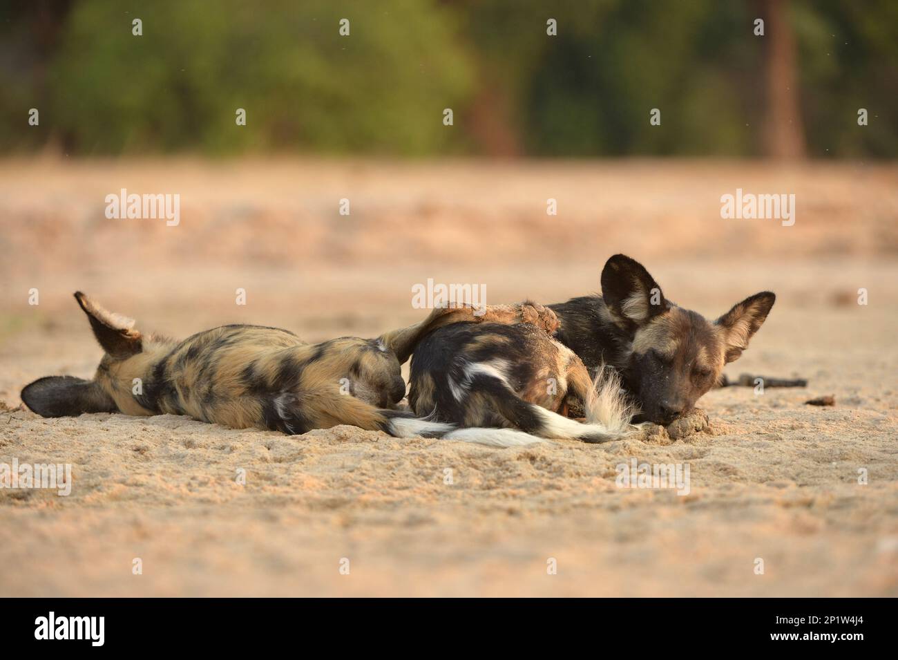 African Wild Dog (Lycaon pictus pictus) two adults, sleeping, Mana ...