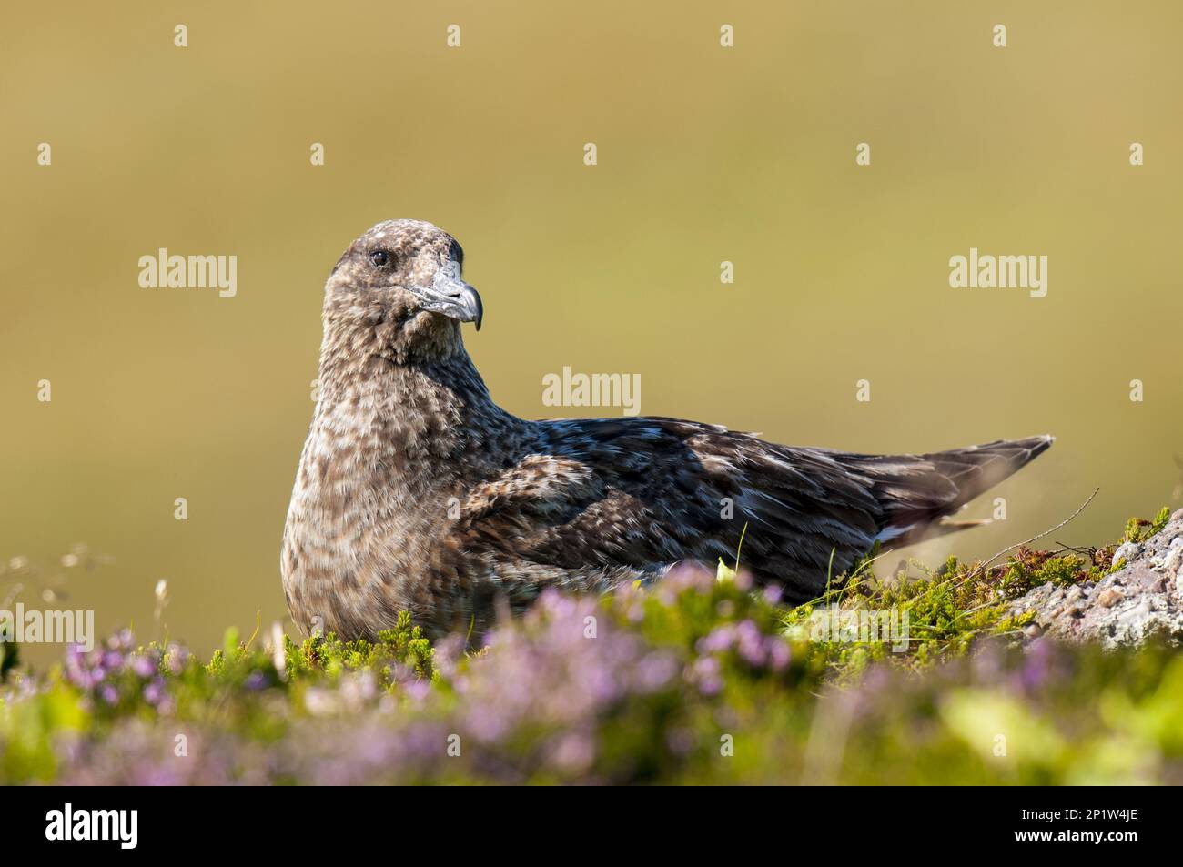 Great Skua, great skuas (Stercorarius skua) Skua, Skuas, Gulls, Animals ...