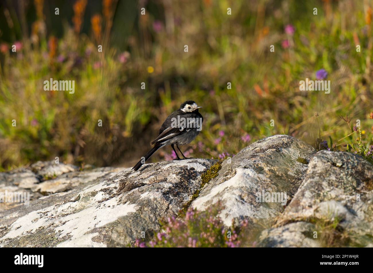 Pied Wagtail, Pied Wagtails, songbirds, animals, birds, Pied Wagtail ...