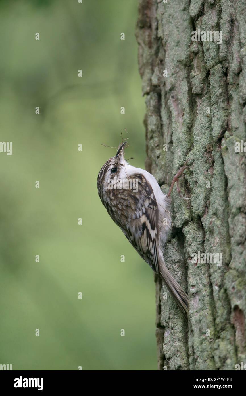 Common Treecreeper (Certhia familiaris) adult, with nesting material in ...
