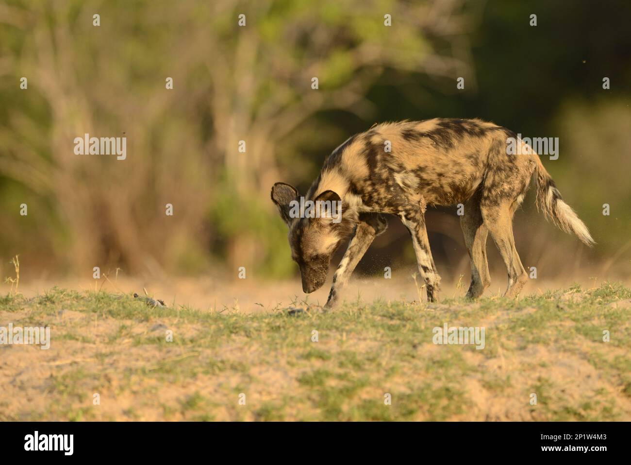 African Wild Dog (Lycaon pictus pictus) adult, standing, sniffing ...