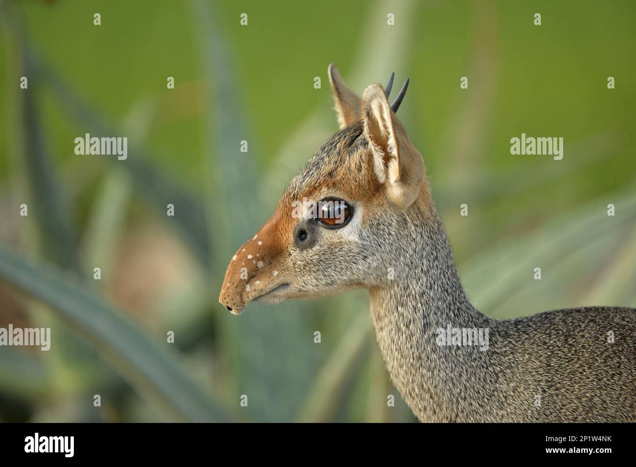 Kirks Dik Dik Madoqua Kirkii Adult Male Close Up Of Head Shaba National Reserve Kenya
