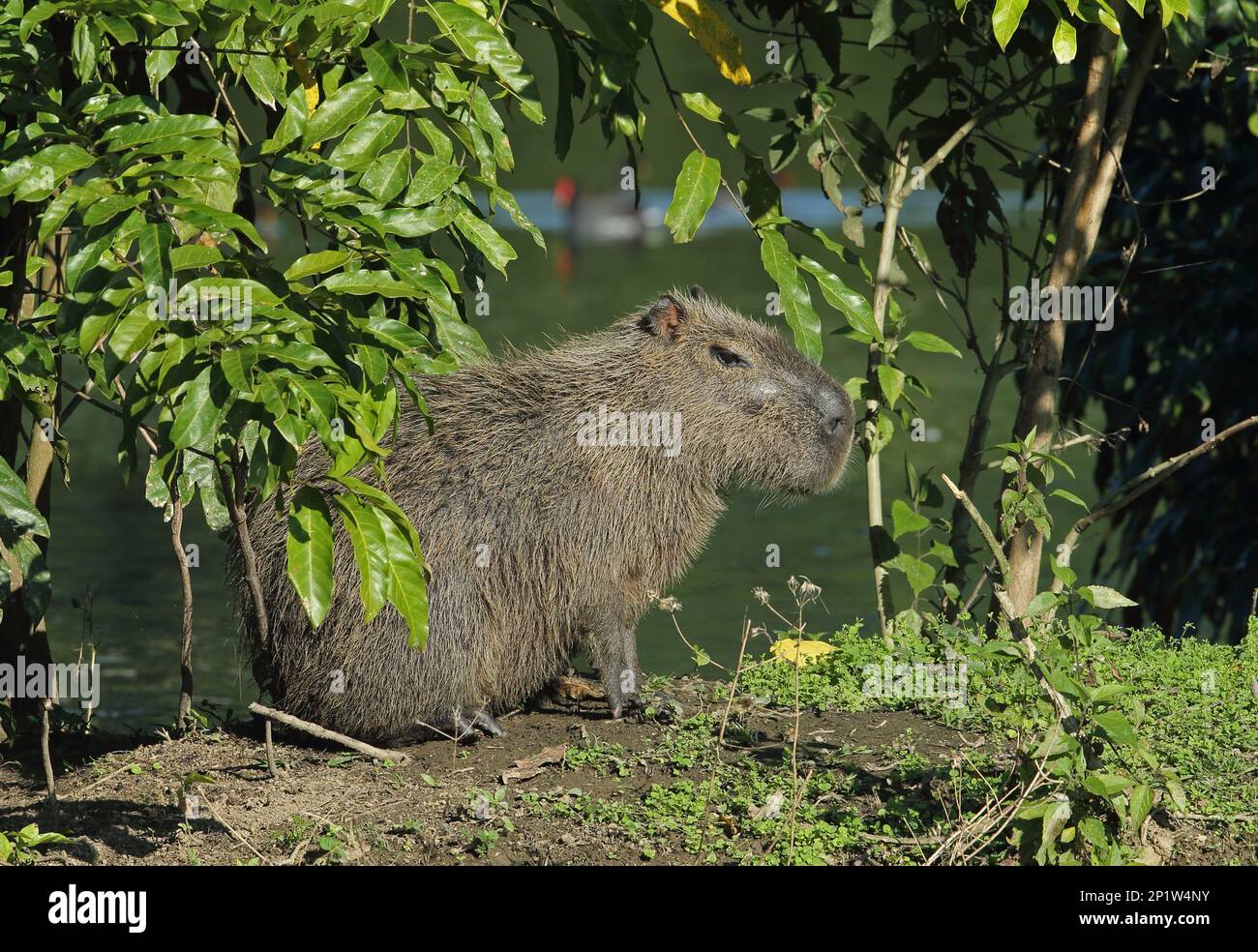 Capybara hydrochaerus hydrochaeris adult hi-res stock photography and ...