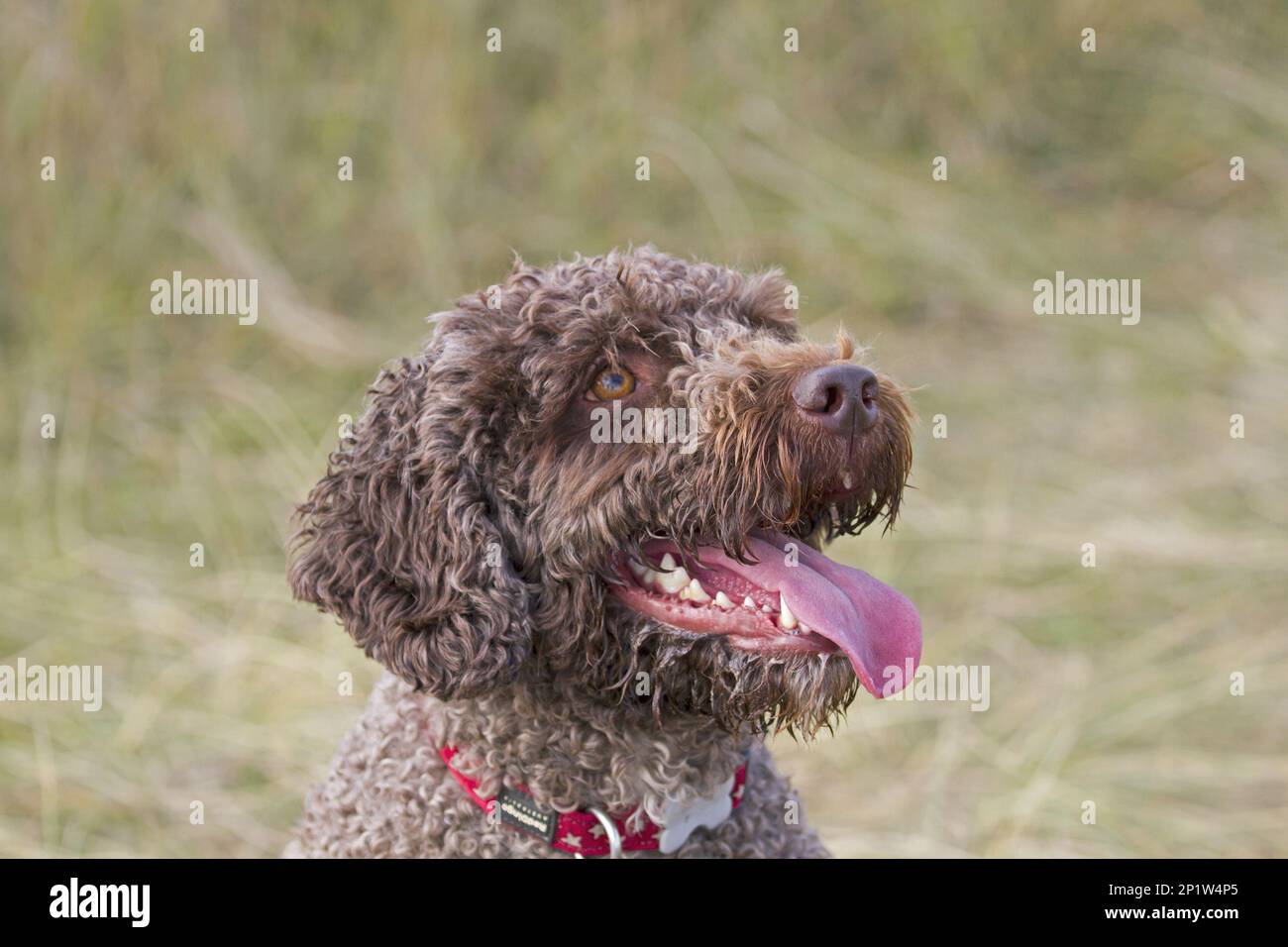 Domestic Dog, Perro de Agua Espanol, adult, close-up of head, panting ...