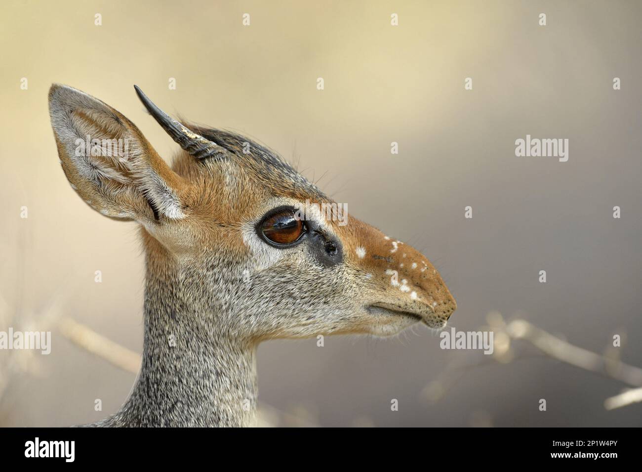 Kirk's Dik-dik (Madoqua kirkii) adult male, close-up of head, Shaba National Reserve, Kenya ...