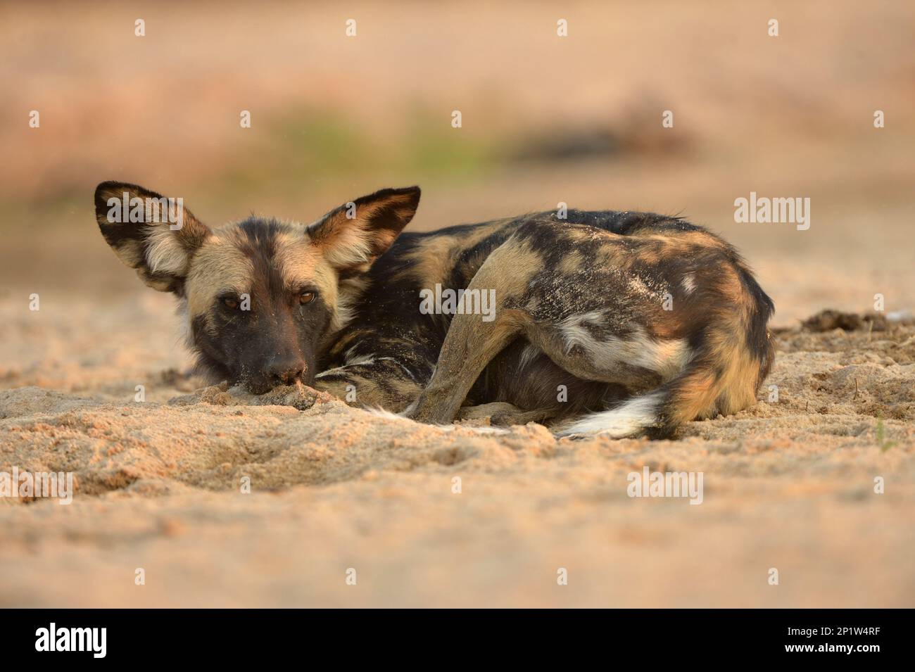 African Wild Dog (Lycaon pictus pictus) adult, resting, Mana Pools N.P ...
