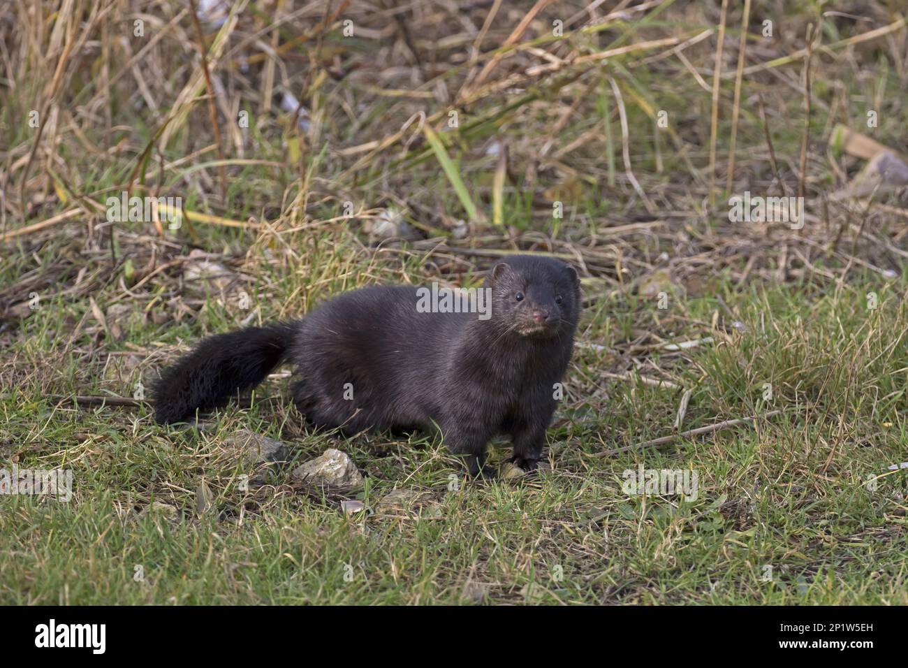 American Mink (Neovison vison) introduced species, adult, standing ...