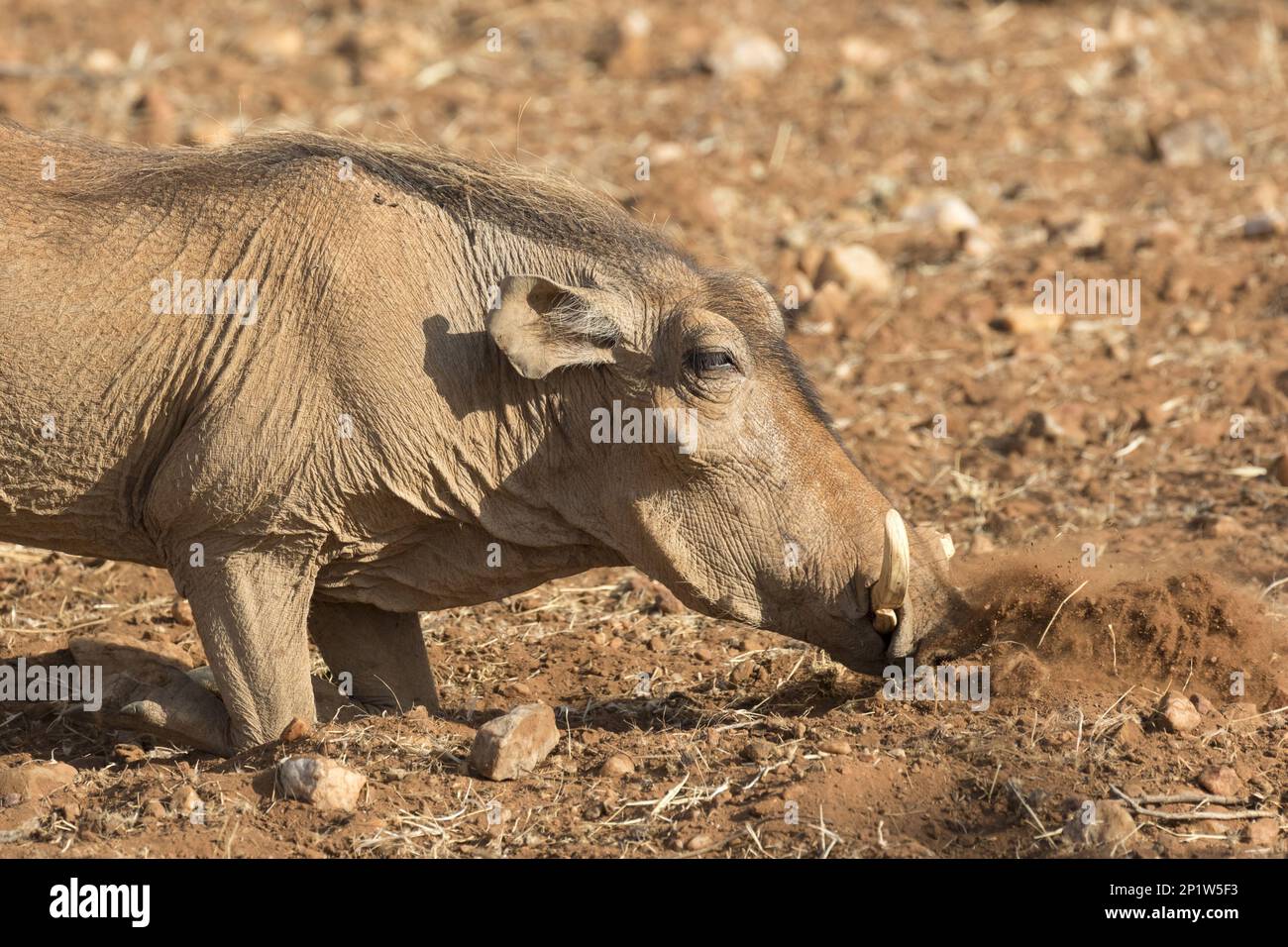 Desert Warthog (Phacochoerus aethiopicus) adult, kneeling and digging ...