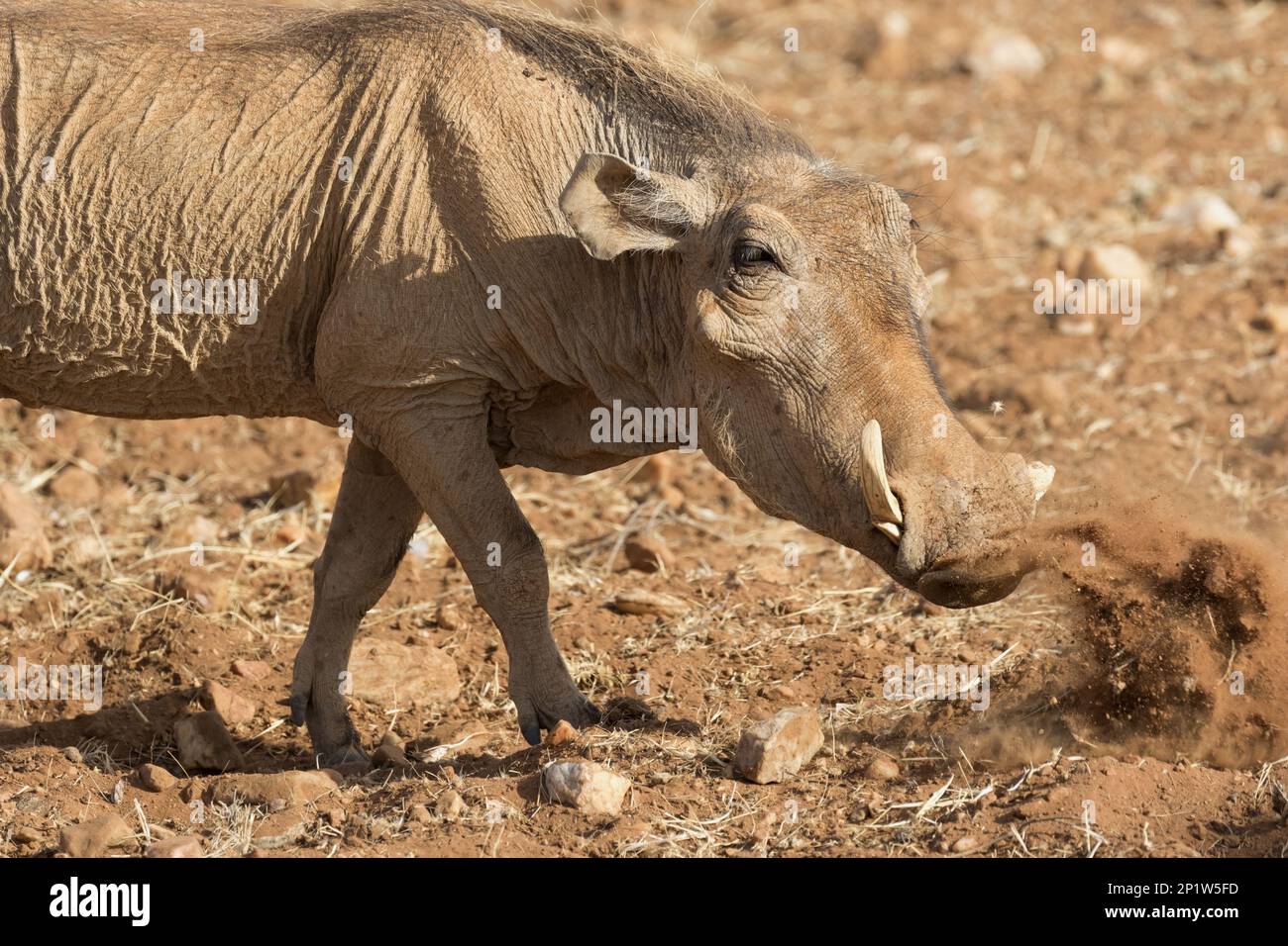 Desert Warthog (Phacochoerus aethiopicus) adult, digging with snout in ...