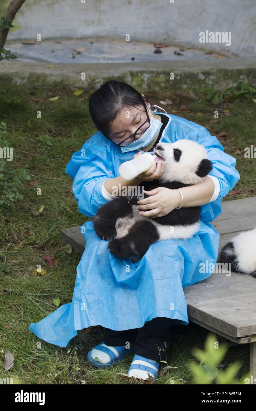 Giant panda (Ailuropoda melanoleuca) baby bottle-fed by keeper, Chengdu Research Base for Giant ...