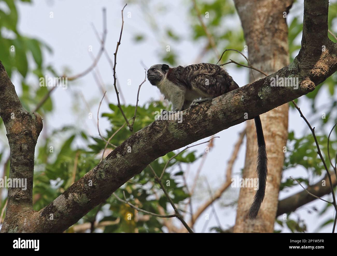 Tamarin monkey darien hi-res stock photography and images - Alamy