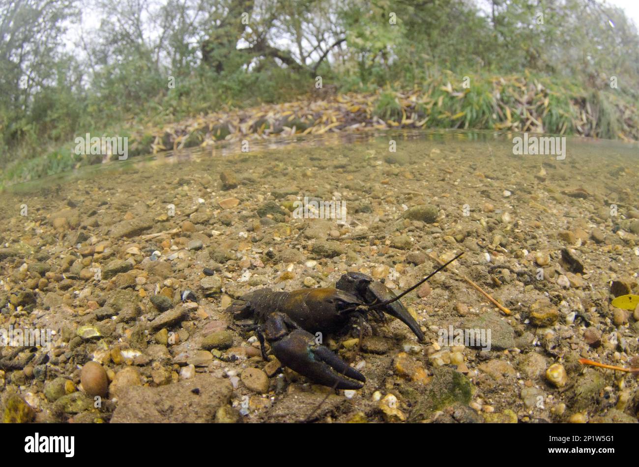 American crayfish in british river hi-res stock photography and images ...