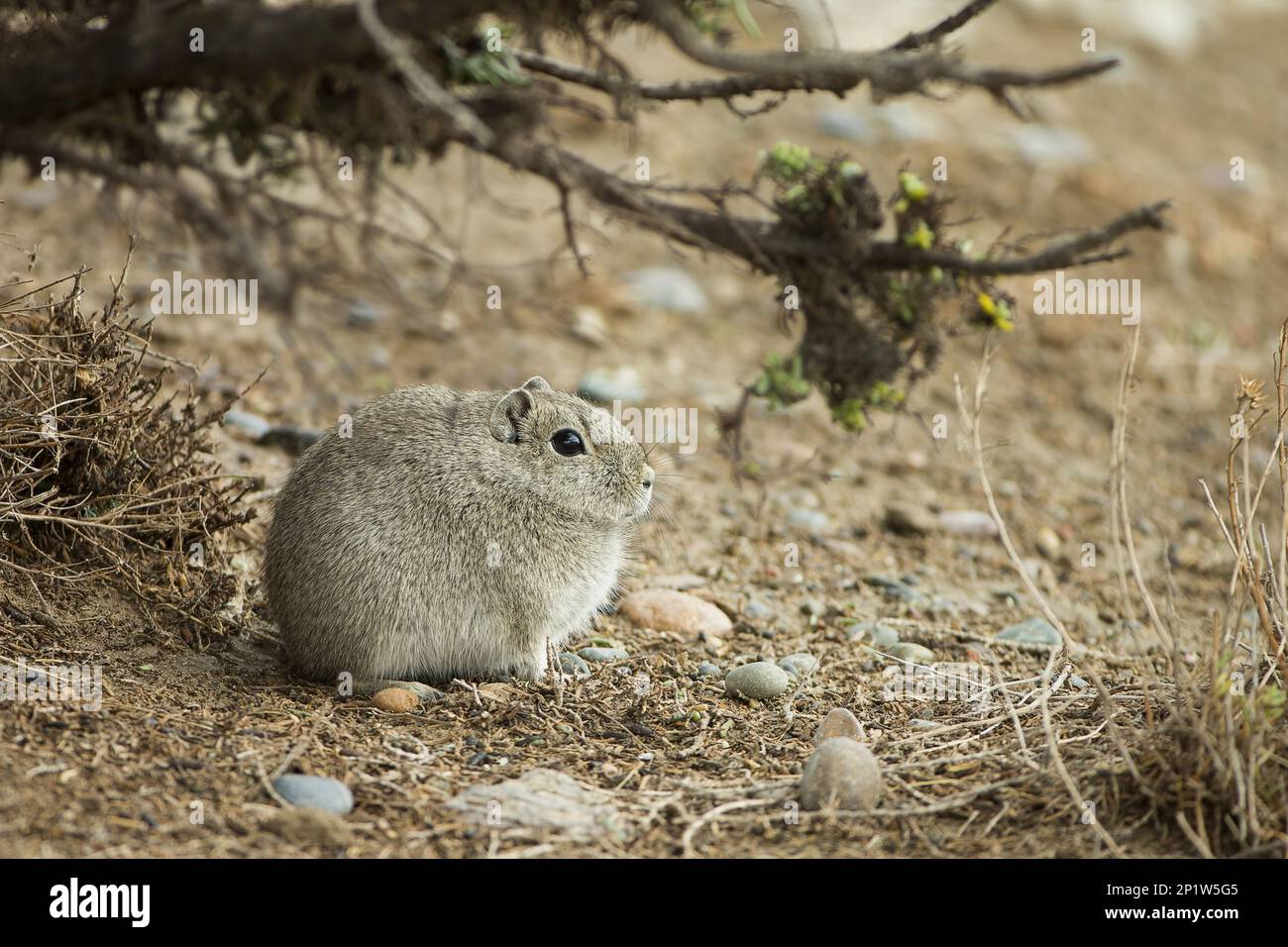 Southern mountain cavy (Microcavia australis), Southern Pygmy Guinea ...