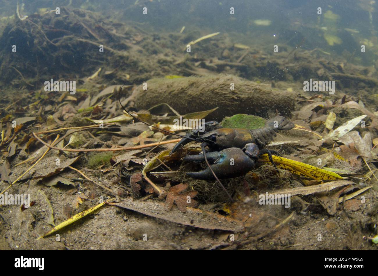 American Signal Crayfish (Pacifastacus leniusculus) introduced species ...