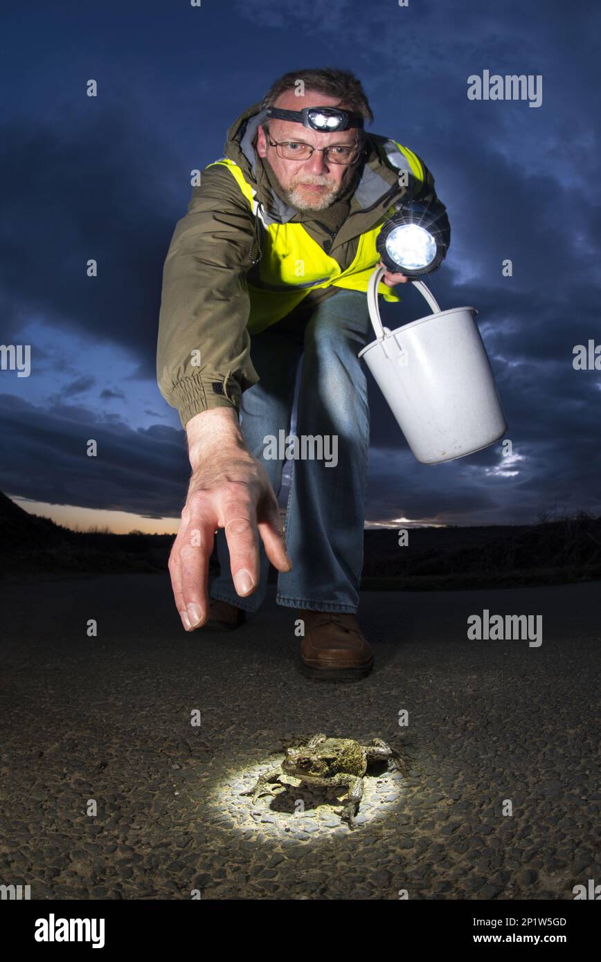 Common Toad (Bufo bufo) adult female, about to be rescued from road by ...
