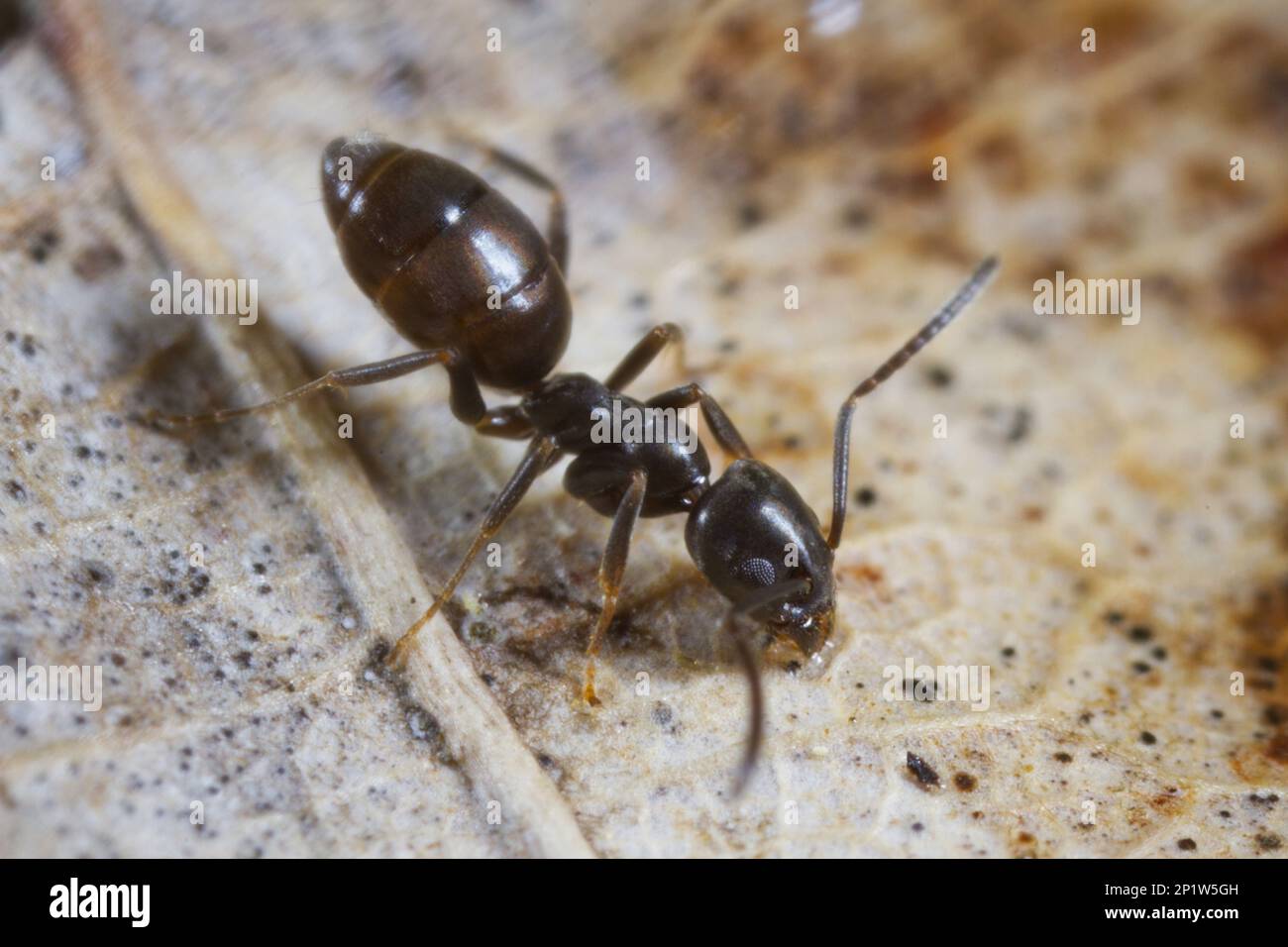 Adult adult ant (Tapinoma erraticum), standing on a leaf, Causse de ...