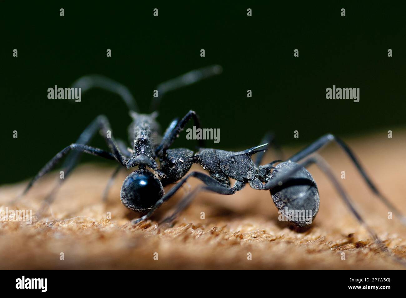 Marauder Ant (Polyrhachis) two adults, with defensive spines, fighting ...