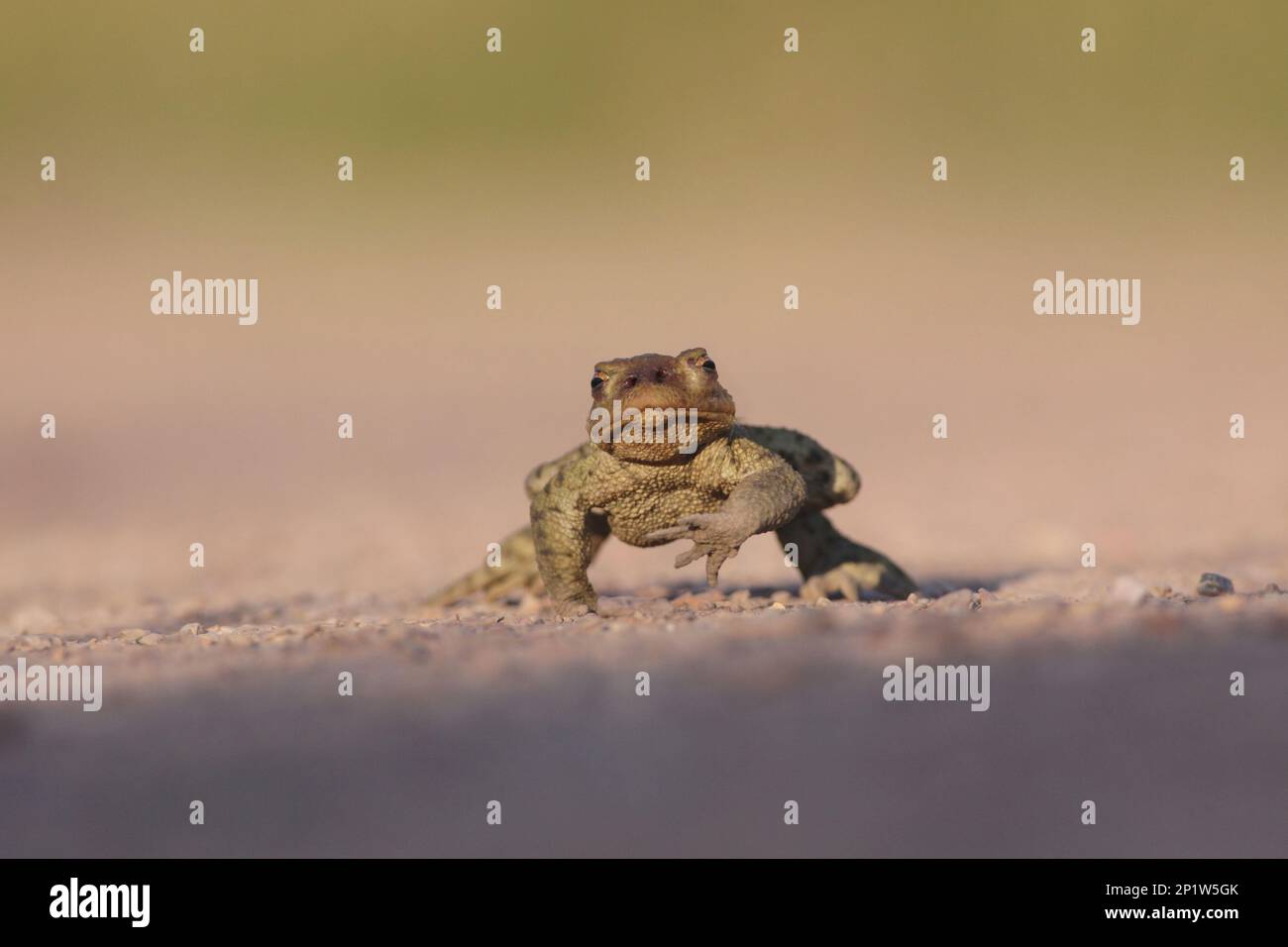 Common Toad (Bufo bufo) adult, walking on gravel path, West Yorkshire ...