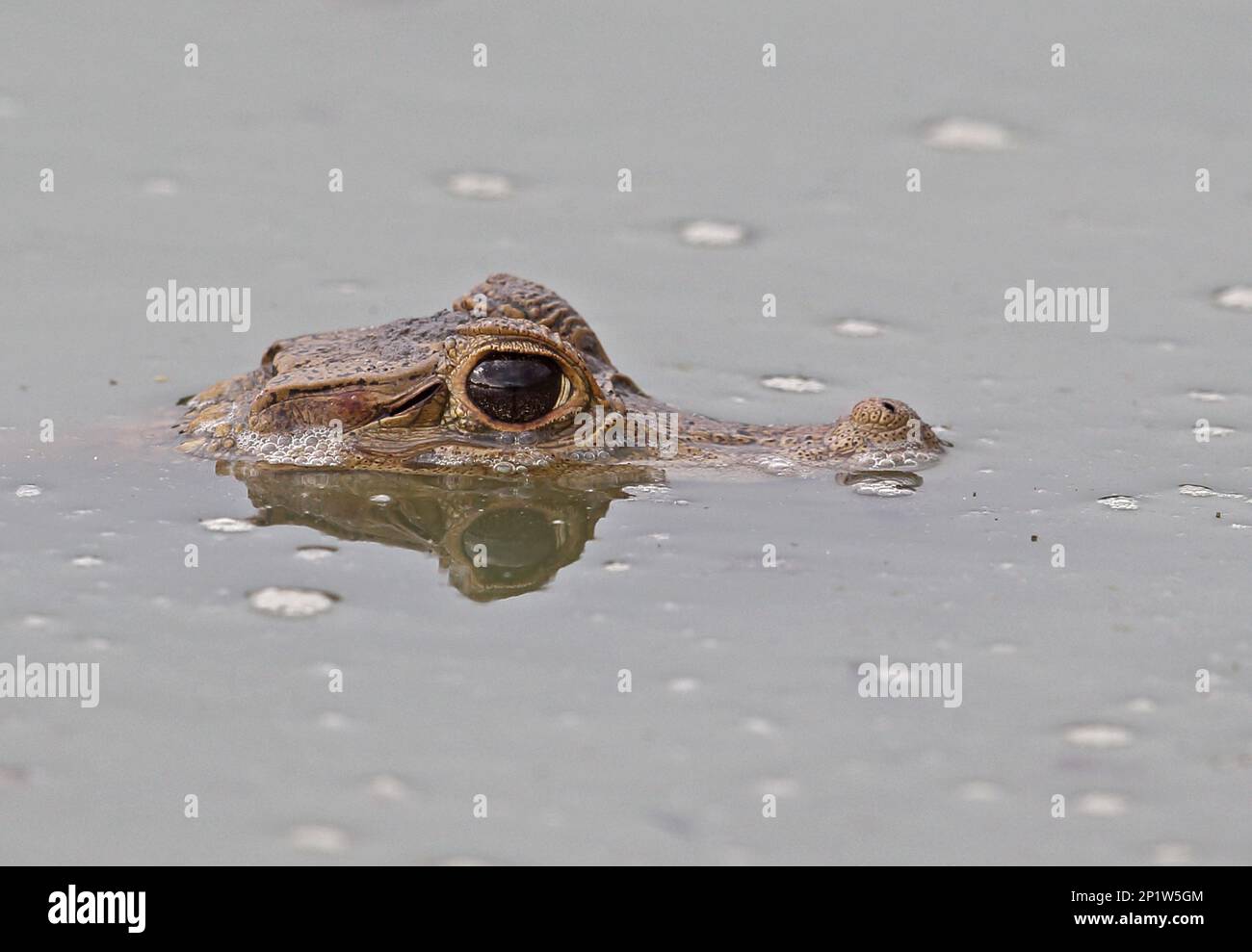 Spectacled Caiman (Caiman crocodilus) immature, close-up of head, at ...