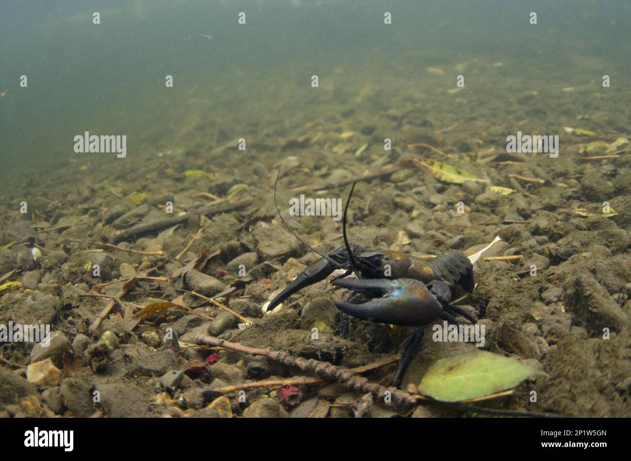 American Signal Crayfish (Pacifastacus leniusculus) introduced species ...