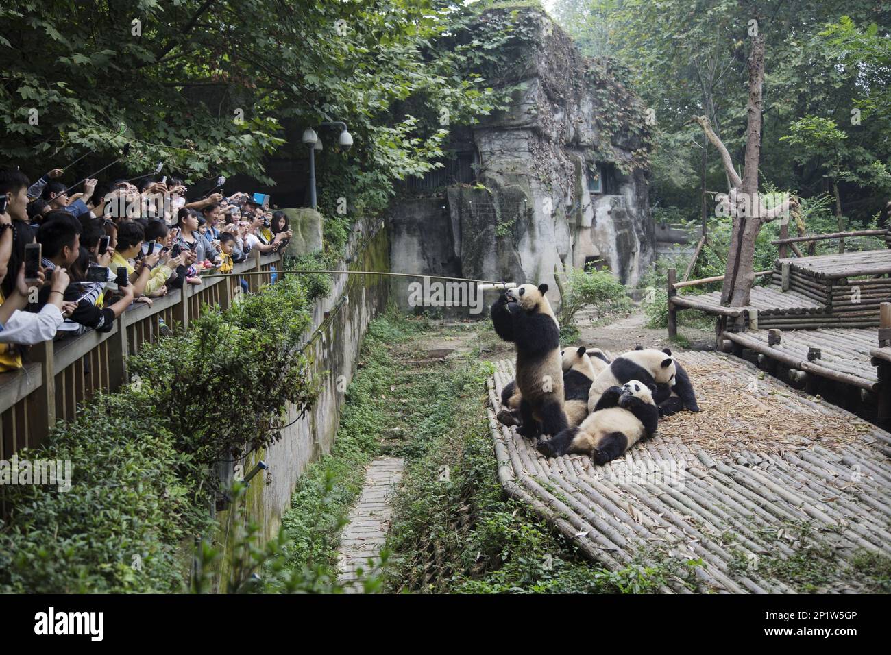Giant giant panda (Ailuropoda melanoleuca) matriculates, group is fed ...