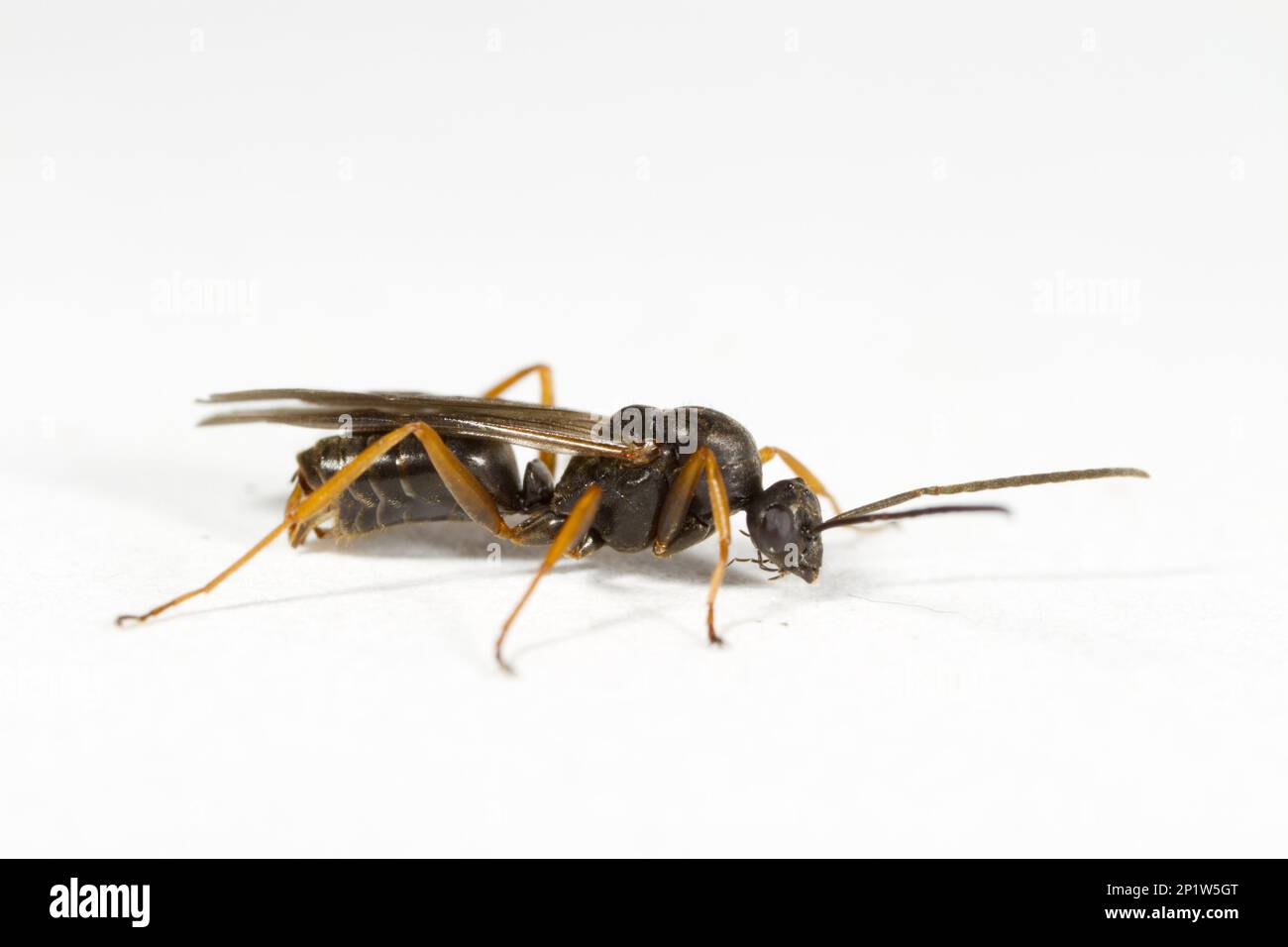 Scaled ant hi-res stock photography and images - Alamy