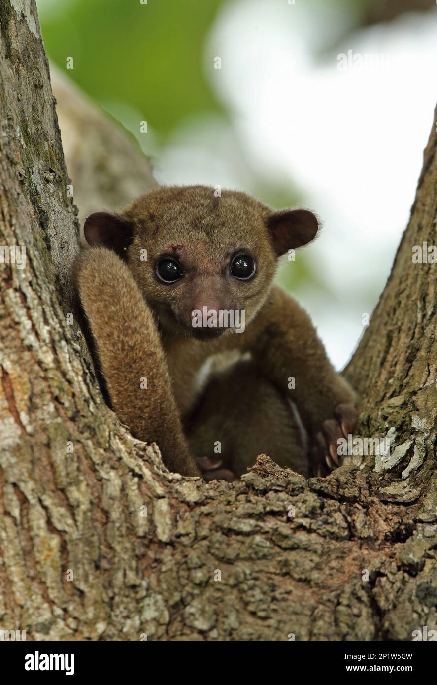 Kinkajou potos flavus in tree hi-res stock photography and images - Alamy
