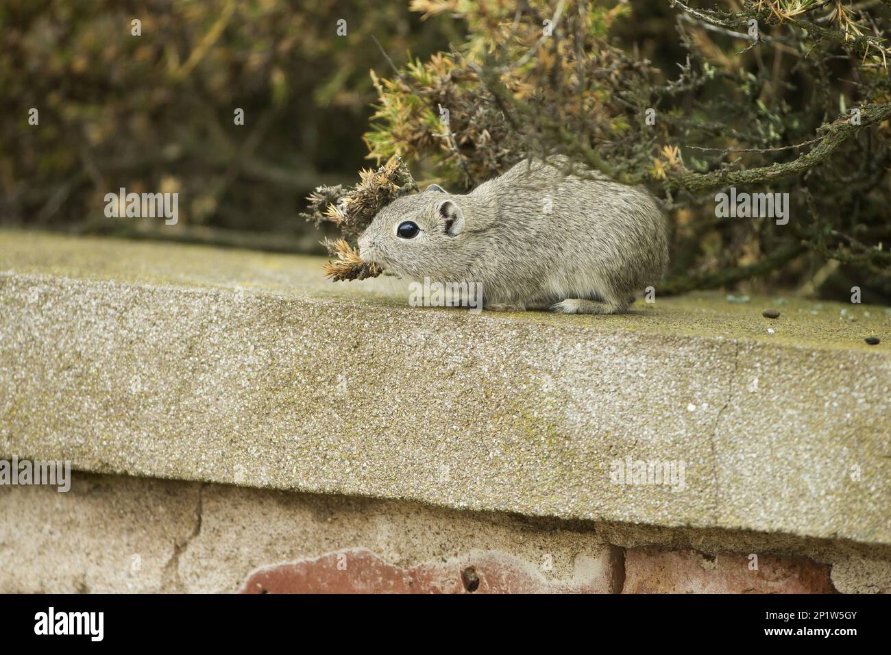 Southern mountain cavy (Microcavia australis), Southern Pygmy Guinea ...