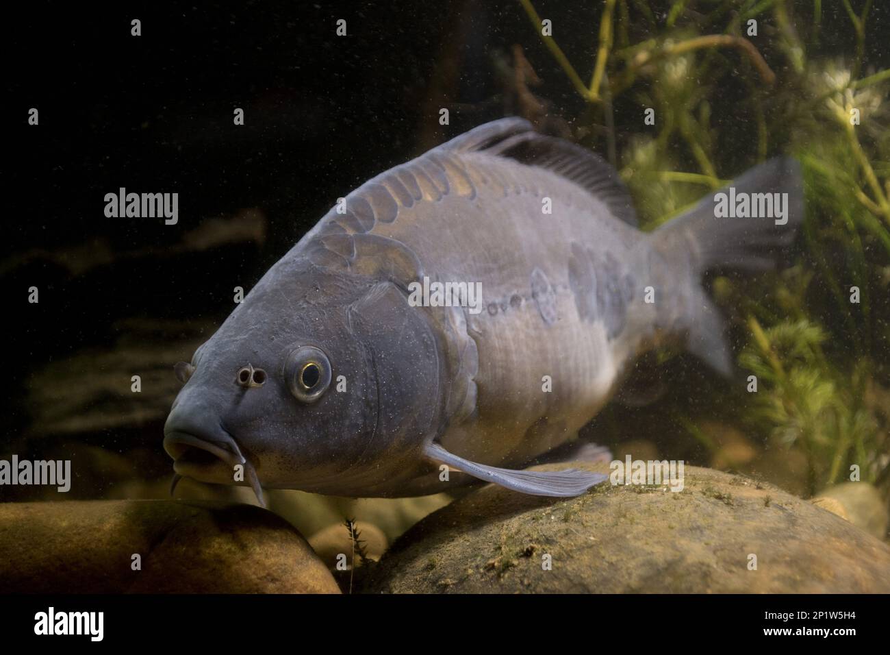 Mirror Carp (Cyprinus carpio carpio) adult, in tank, Nottingham ...
