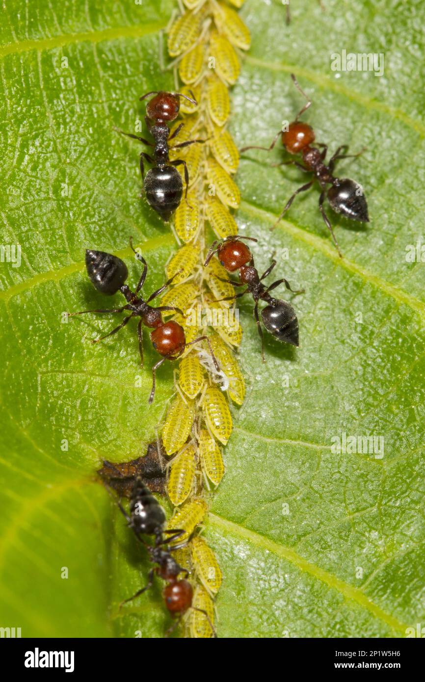 Crematogaster ant hi-res stock photography and images - Alamy