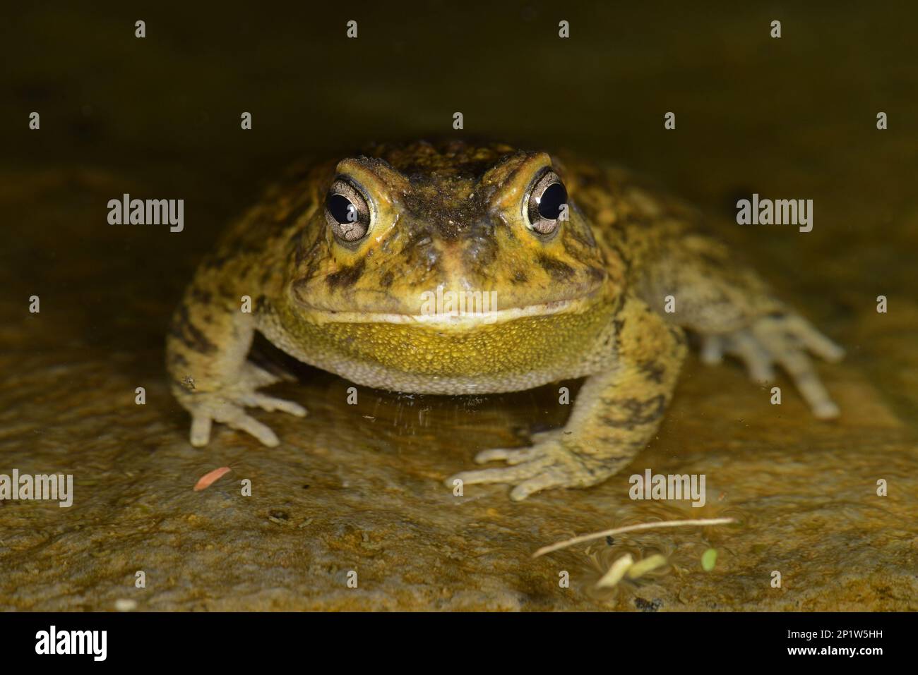 Eastern Olive Toad (Amietophrynus garmani) adult, in shallow water ...