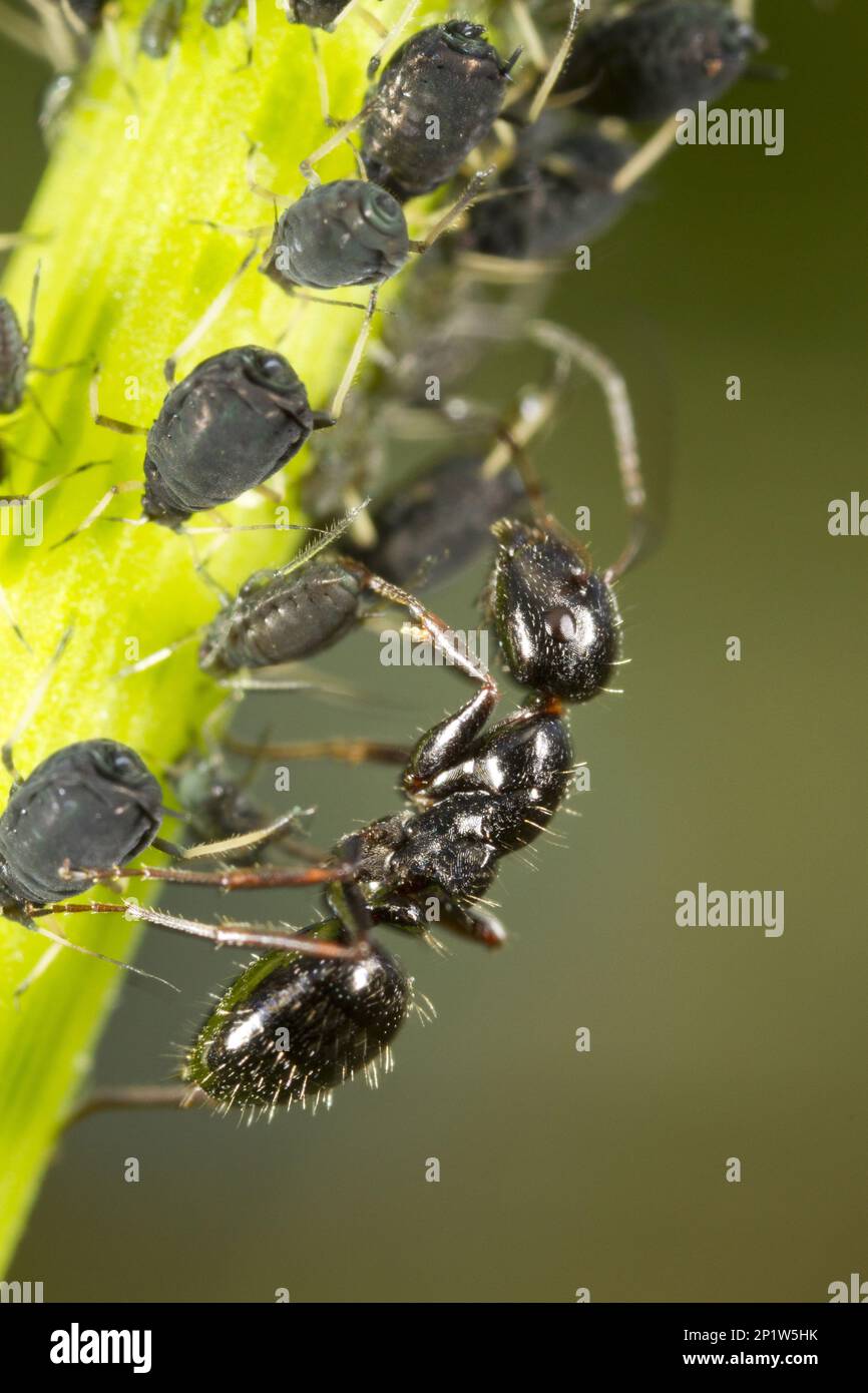 Horse Ant, Wood Ant, Other Animals, Insects, Animals, Ants, Carpenter ...