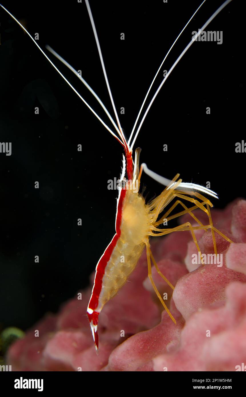 Pacific cleaner shrimp (Lysmata amboinensis) adult, on barrel sponge ...
