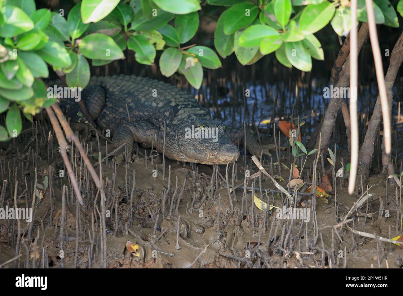 Mugger Crocodile (Crocodylus palustris) immature, resting amongst ...