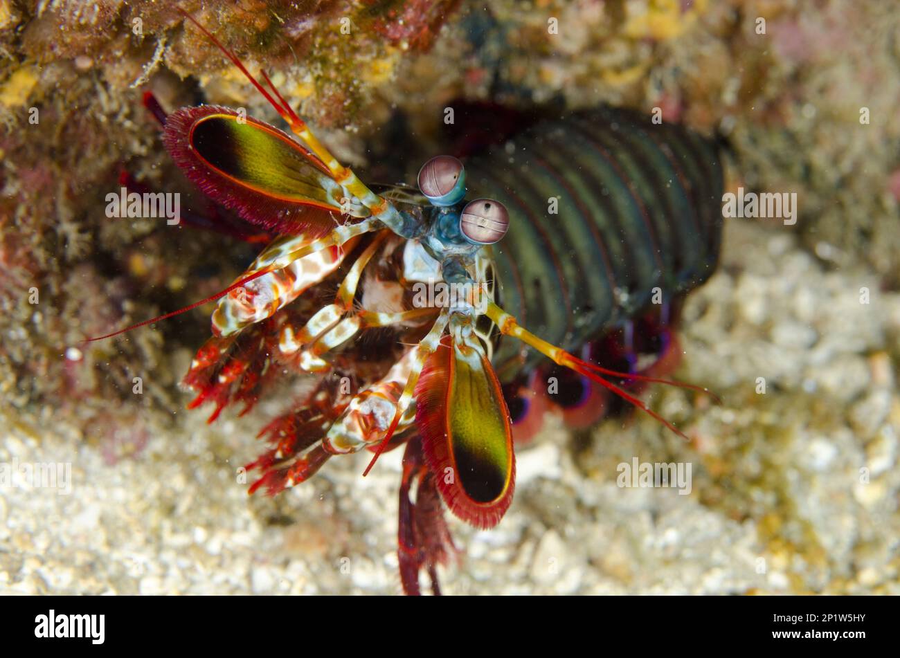 Clown mantis shrimp, grasshopper mantis shrimp, clown mantis shrimp ...