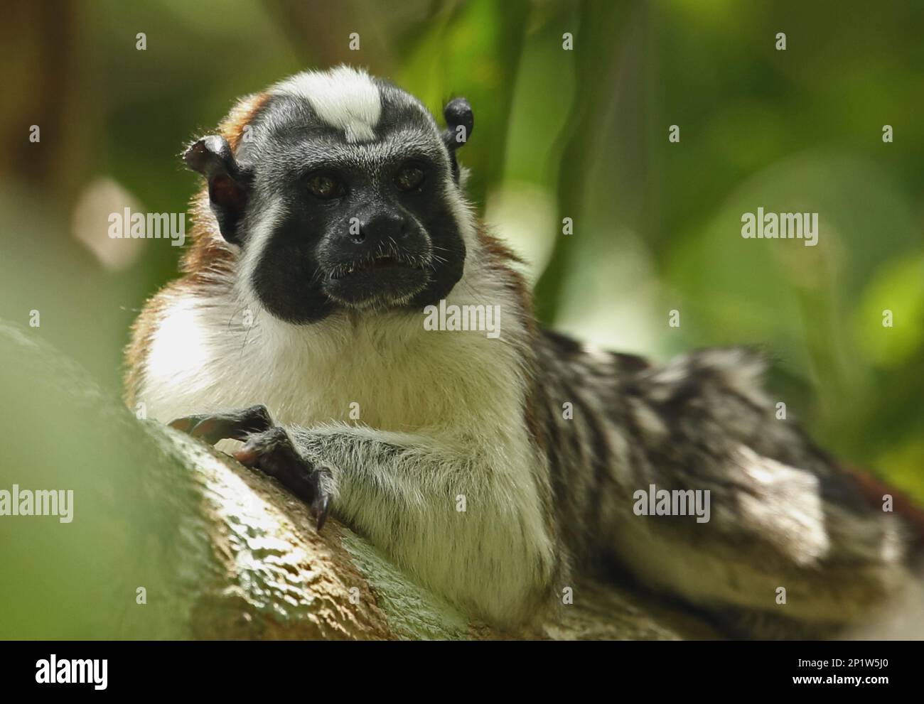 Geoffroy's Tamarin (Saguinus geoffroyi) adult, resting on branch ...