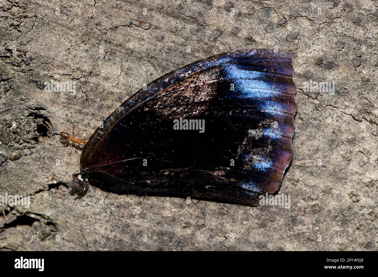 Asian weaver ant, weaver ants (Oecophylla smaragdina), Other animals ...