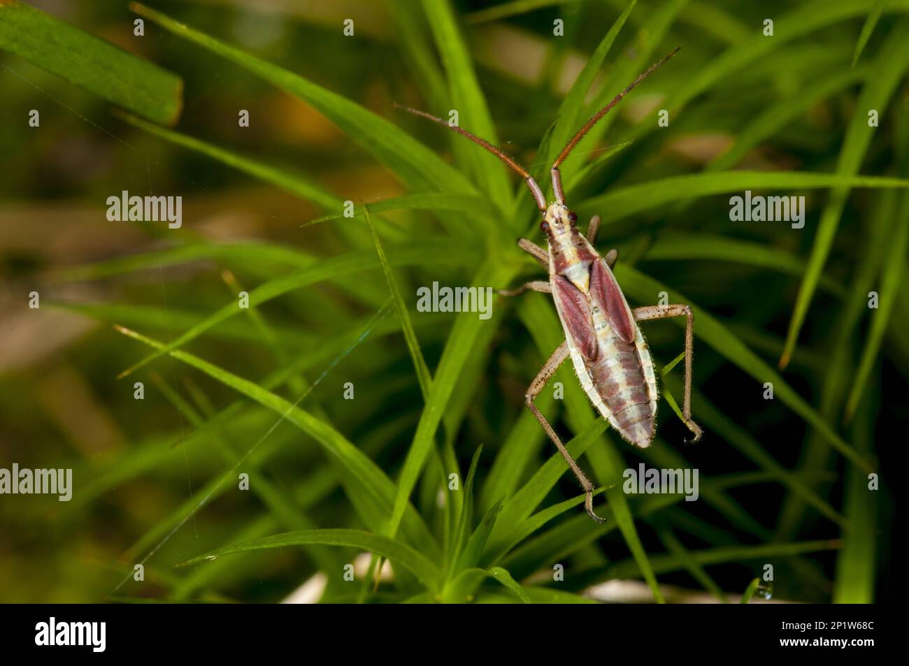 Meadow Plant Bug (Leptopterna dolabrata) adult female, resting on ...