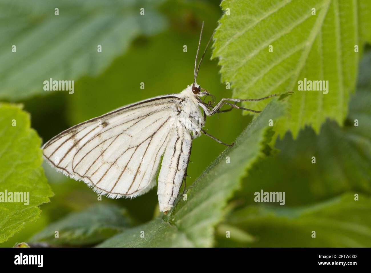Black-veined Moth (Siona lineata) adult female, resting amongst leaves ...