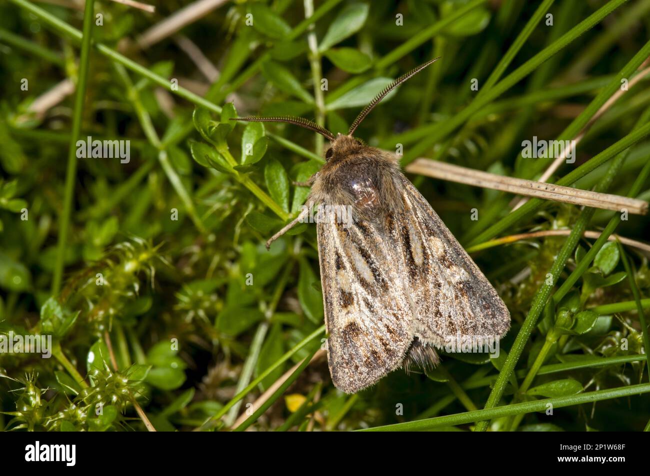 Male antler moth hi-res stock photography and images - Alamy
