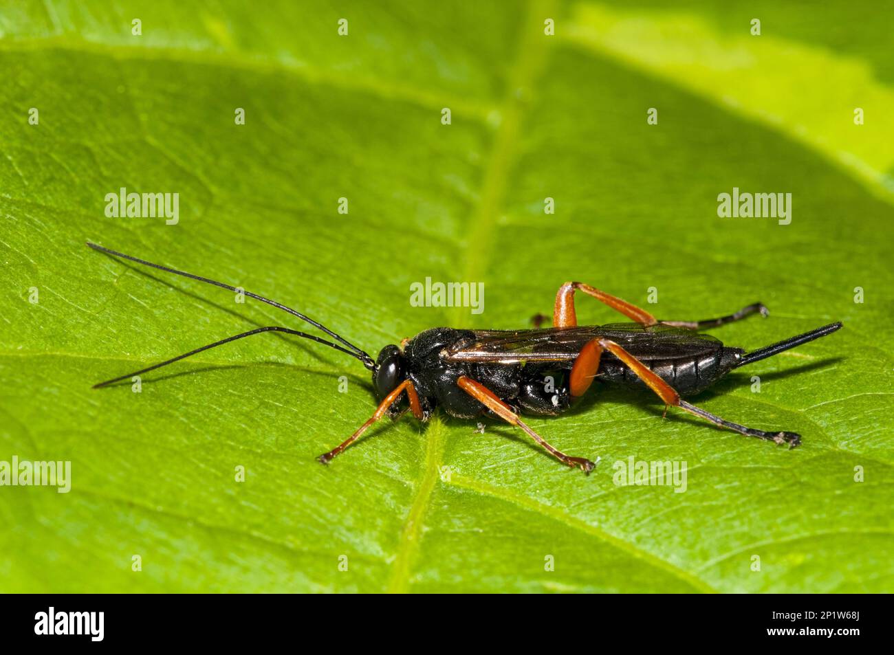 Red-legged Ichneumon Wasp (Pimpla hypochondriaca) adult, resting on ...