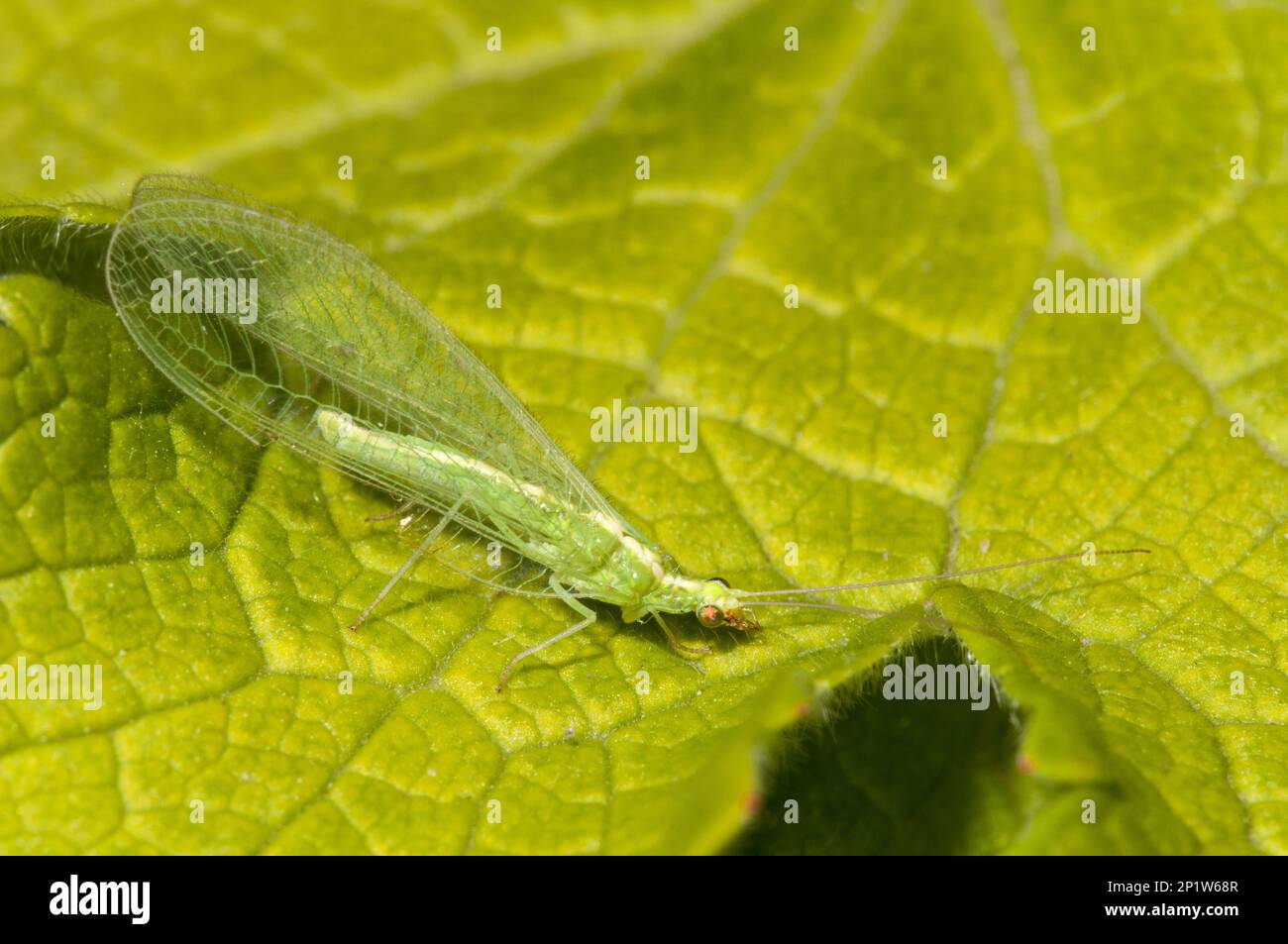 Common green lacewing in the garden hi-res stock photography and images ...