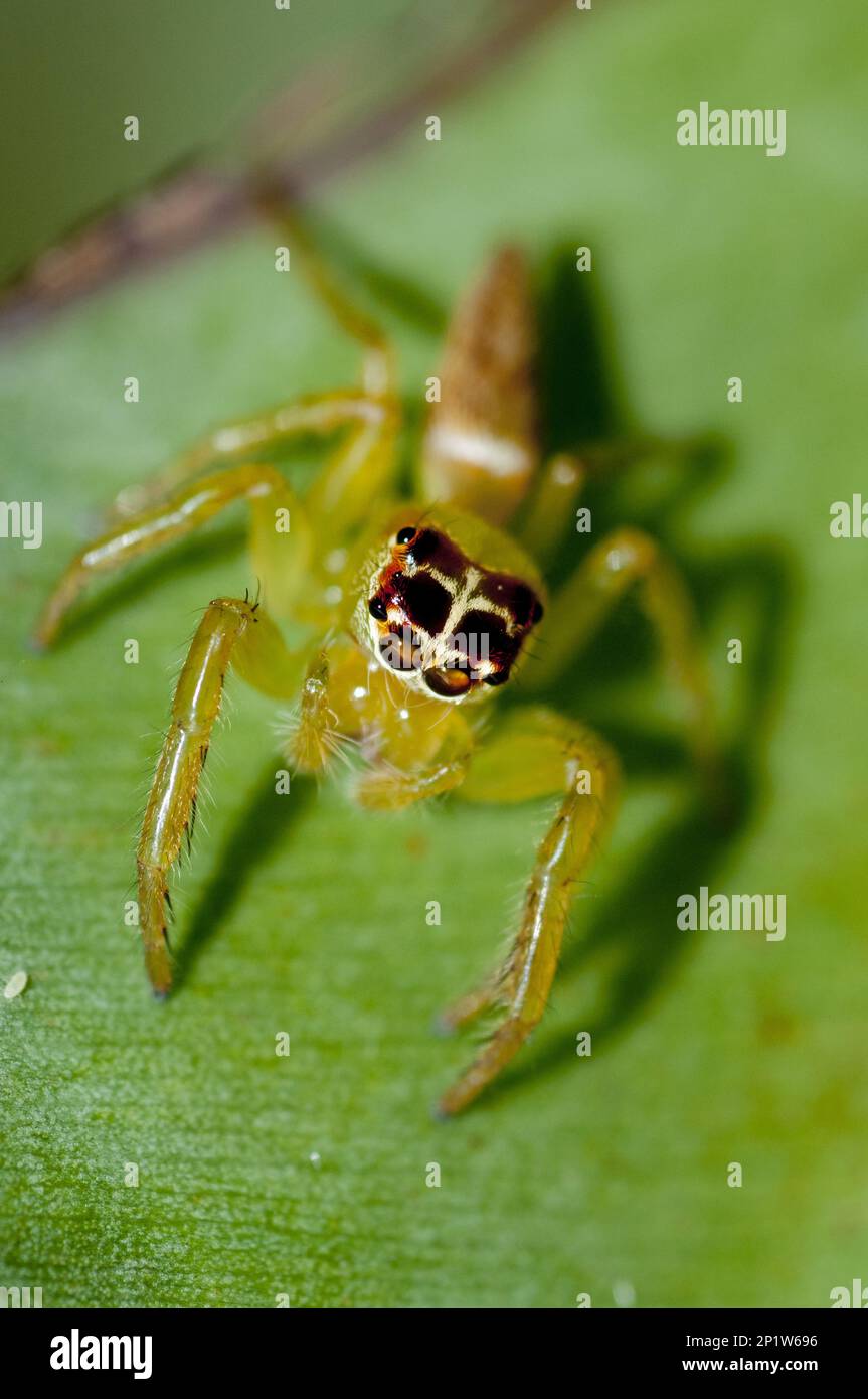 Jumping spider (Artabrus erythrocephalus) adult female, standing on ...
