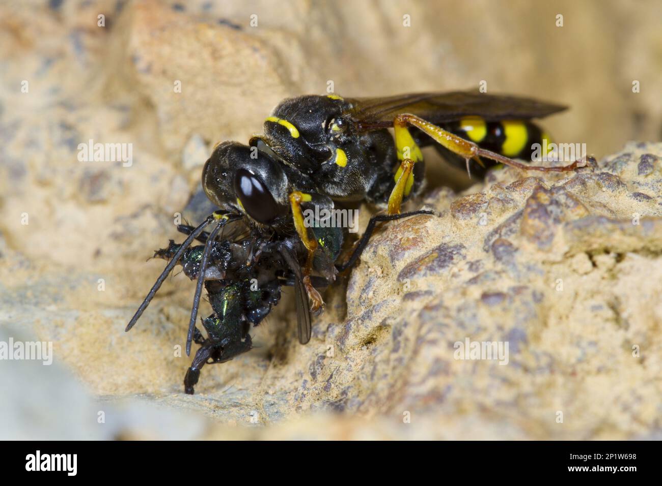 Field Digger Wasp (Mellinus arvensis) adult female, feeding on fly prey ...