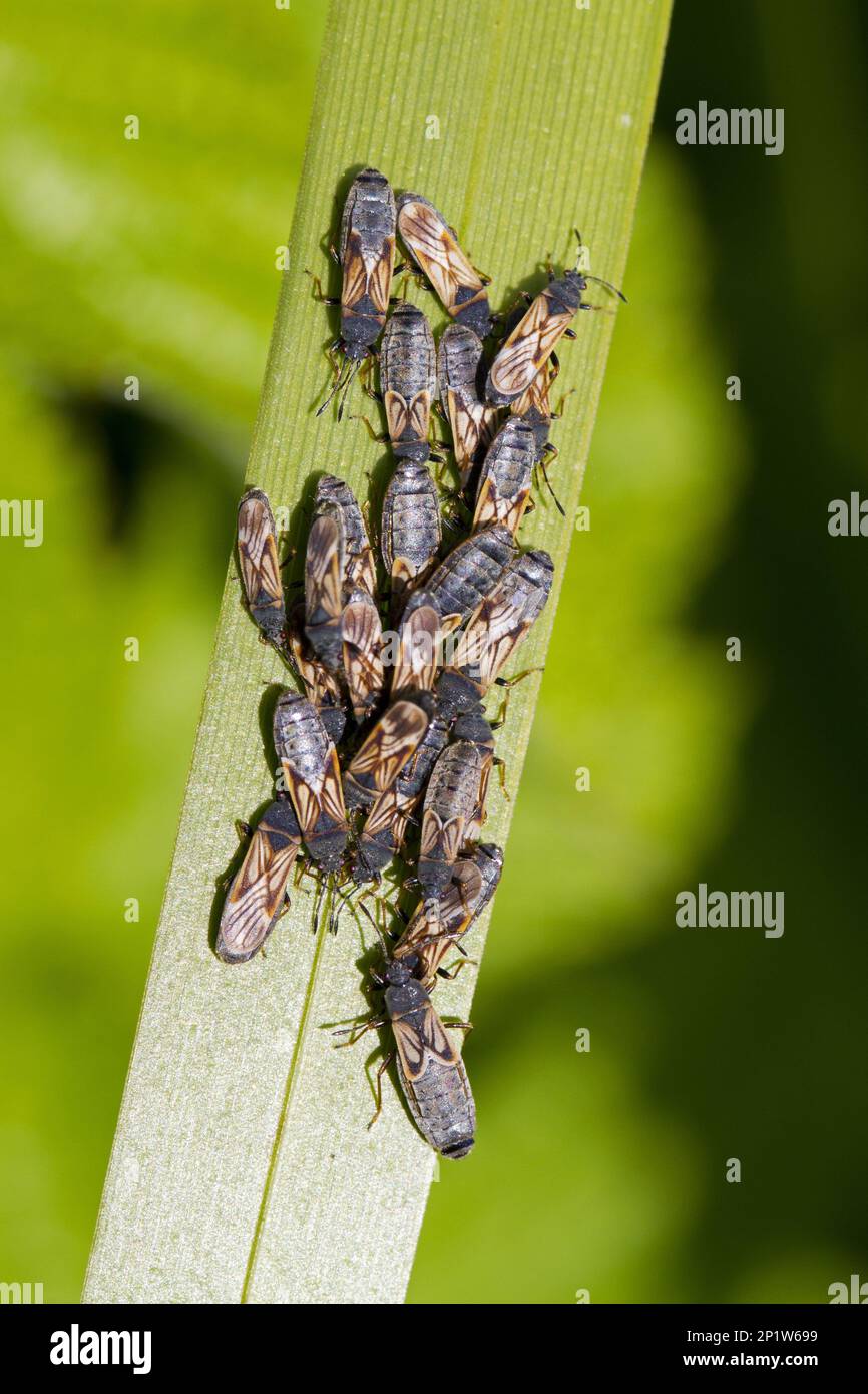 European Chinchbug (Ischnodemus sabuleti) adults, cluster on bulrush ...